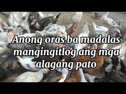 Anong oras ba madalas nangingitlog ang mga pato - YouTube