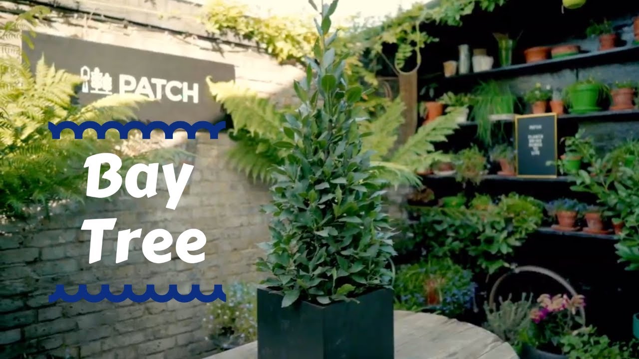 Bay Tree - Top Outdoor Plants 🌳 - YouTube