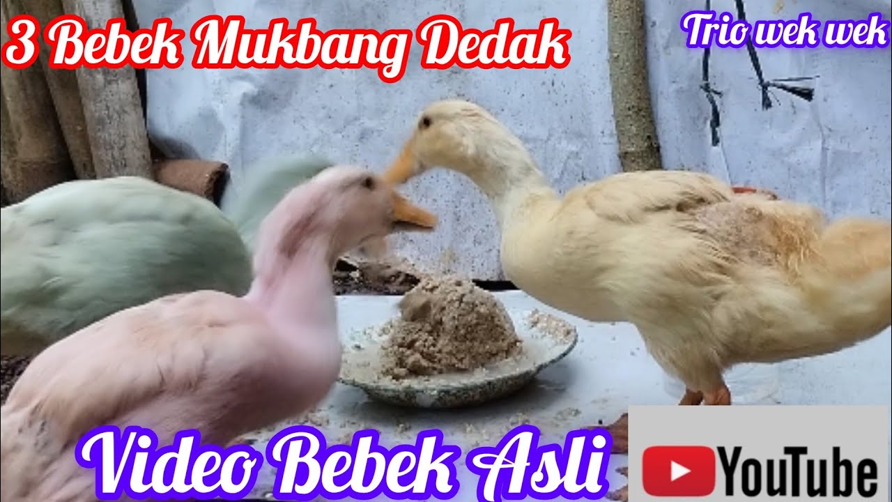 Video Bebek Asli 3 Bebek Mukbang Dedak - YouTube