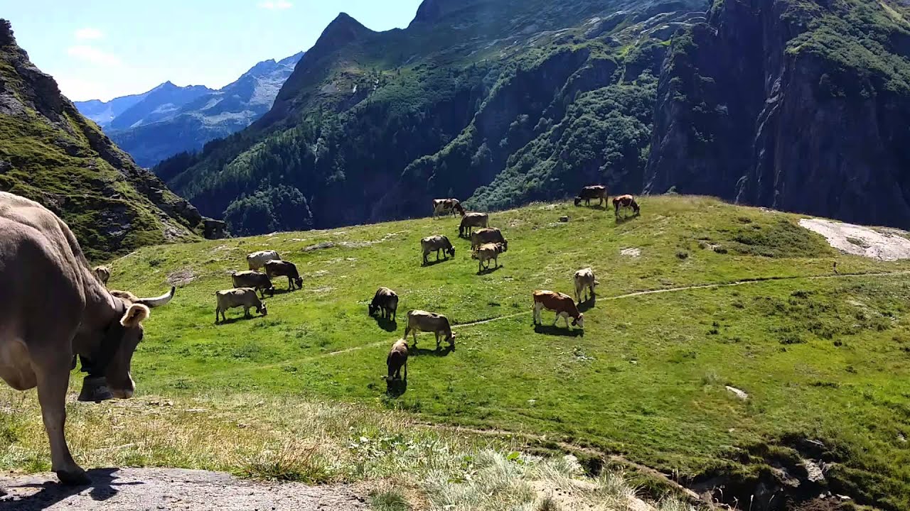 Symphony of Cow Bells in the Swiss Alps - YouTube