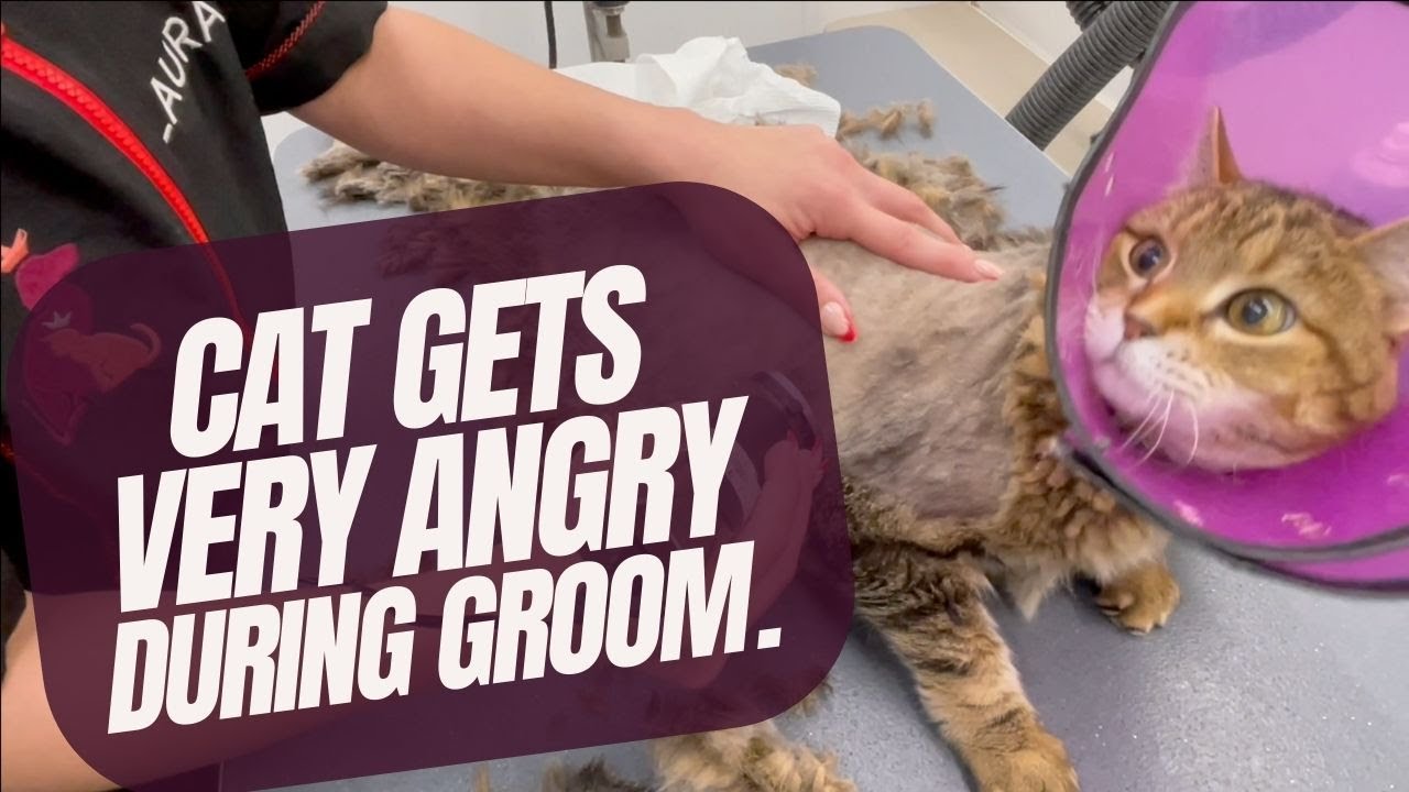 I HAD TO STOP GROOMING THIS CAT. 😿 - YouTube