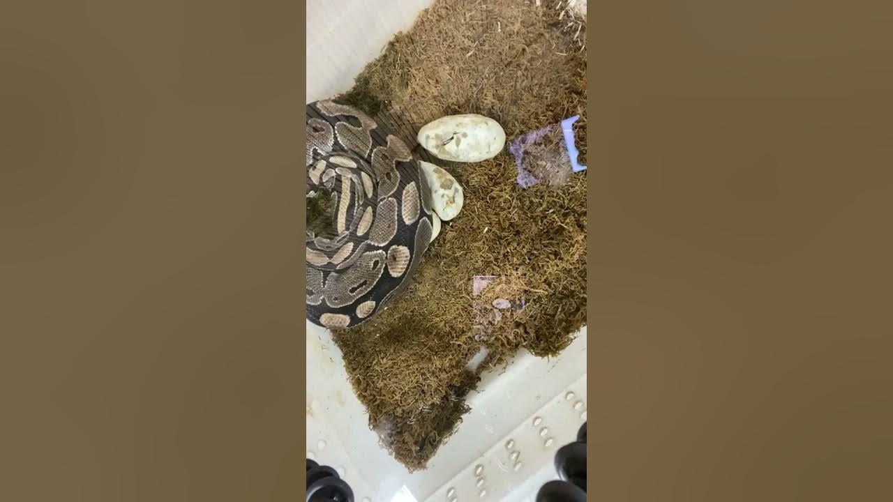 Watching snakes hatch 🥶🥶🥶 #Zoo Garden - YouTube