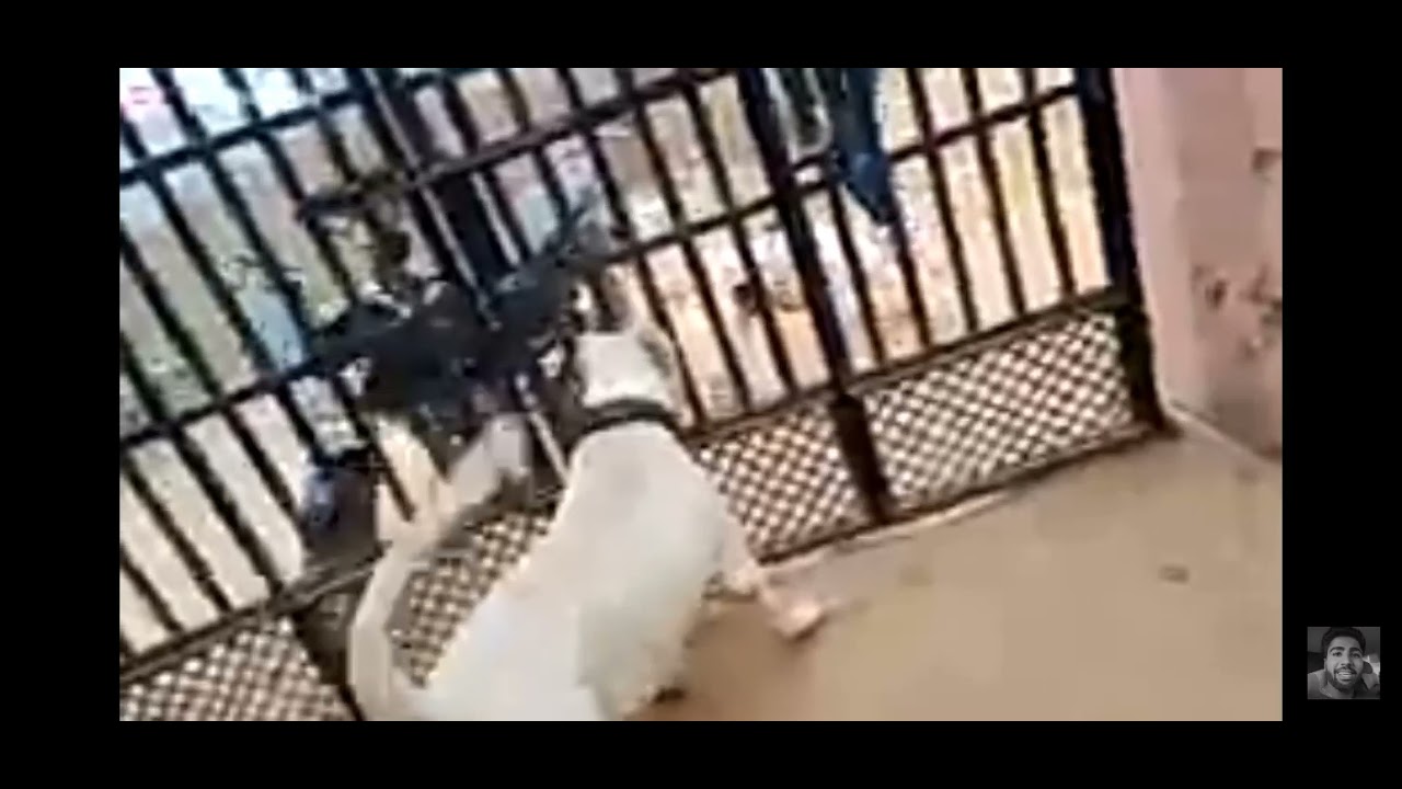 Pitbull fight dog dogo argentino - YouTube