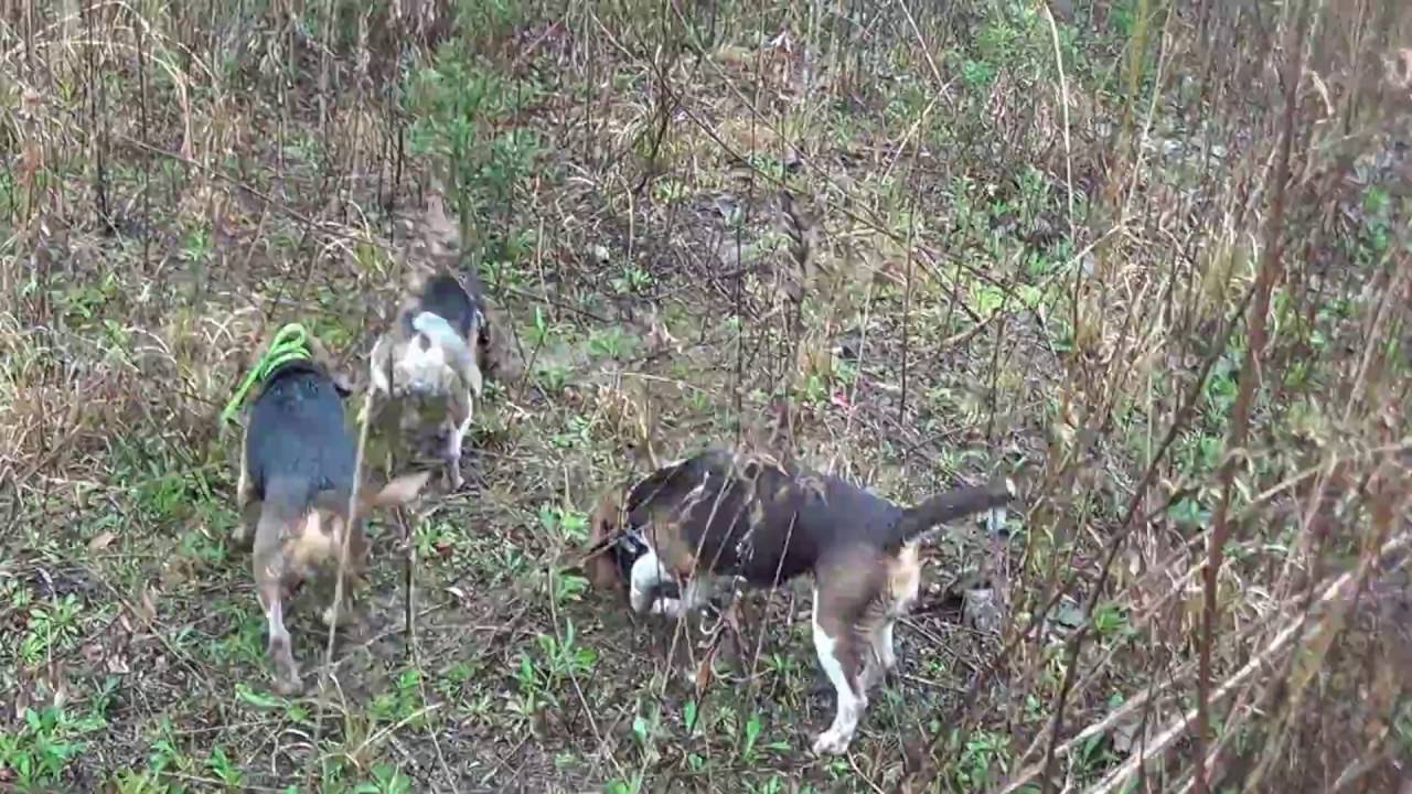 Caribbean Beagles Rabbit Hunting 02/22/2016 - YouTube