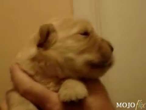 singing puppy - YouTube