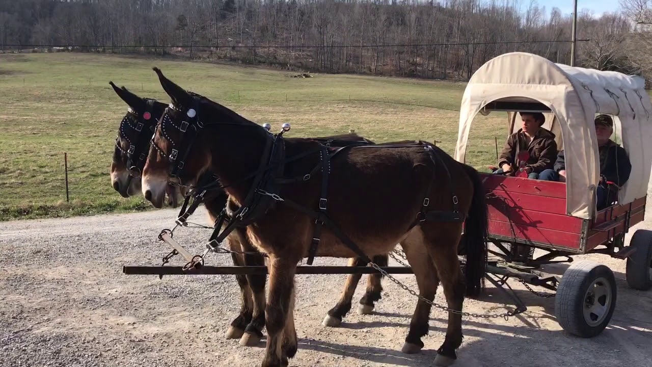 Percheron mule team for Mr Mooney - YouTube