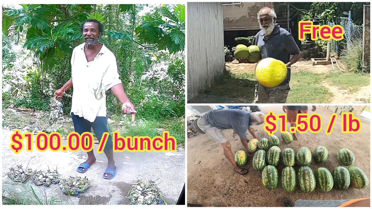 Buying crabs , watermelon & free breadfruit in mayaro / kernaham. - YouTube