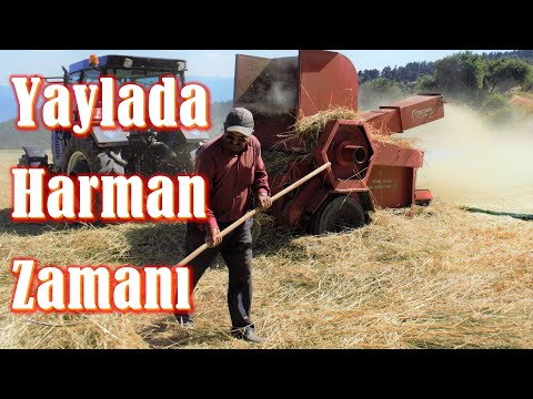 Yaylada Harman Zamanı - Köy Hayatı, Köy Belgeselleri, Doğal Yaşam