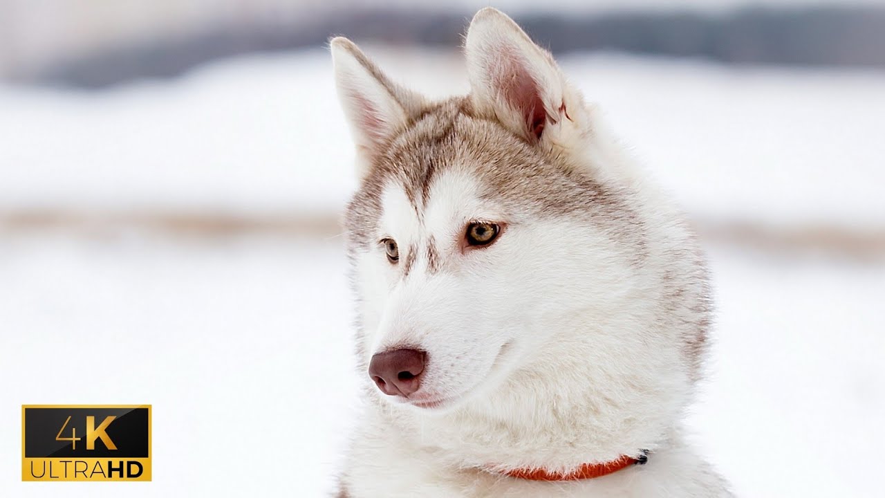 SIBERIAN HUSKY EN 4K HDR (ULTRA HD) - YouTube