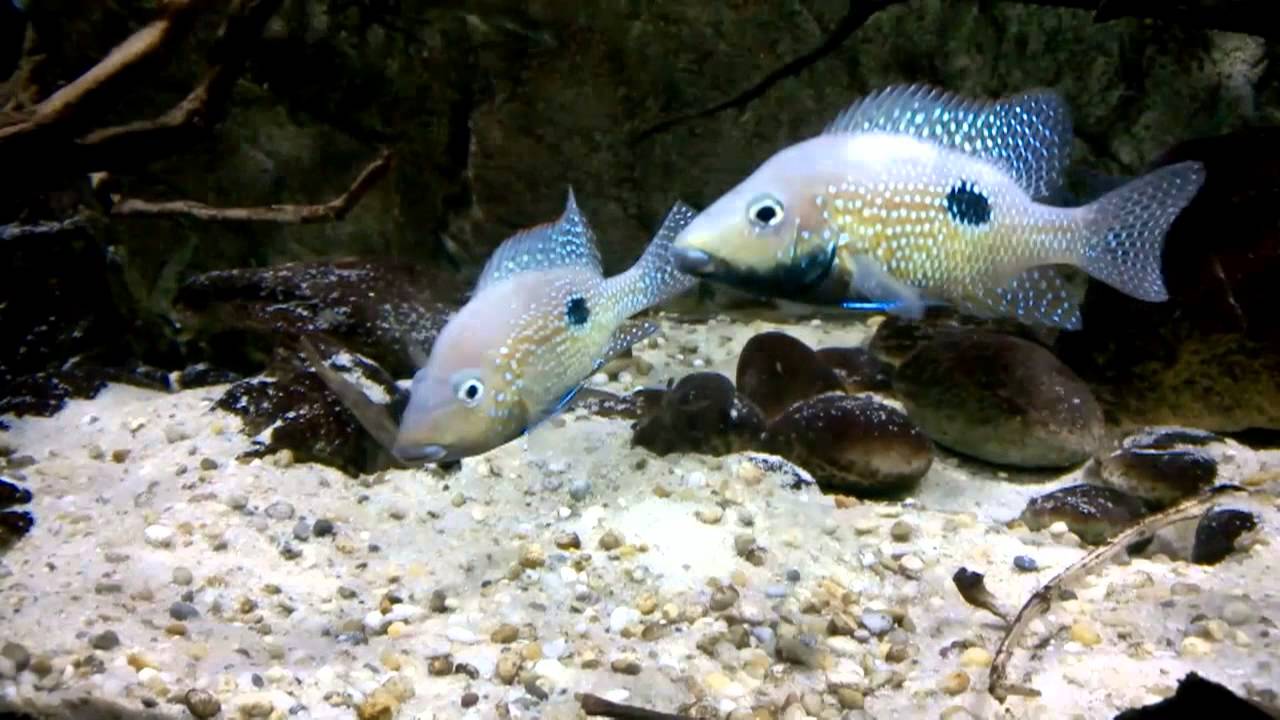 Astatheros rostratus II - YouTube