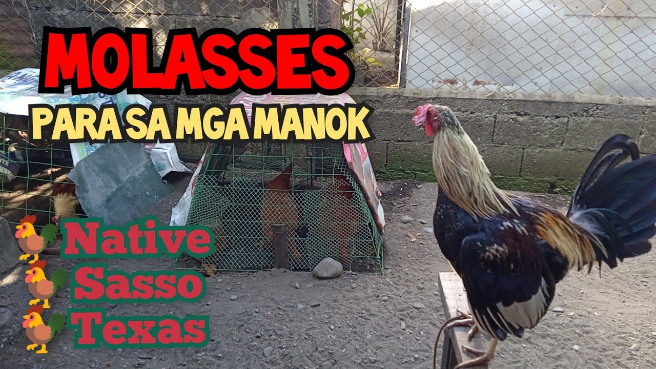BACKYARD FARMING | MOLASSES PARA SA MGA ALAGANG MANOK (DAILY ROUTINE ...