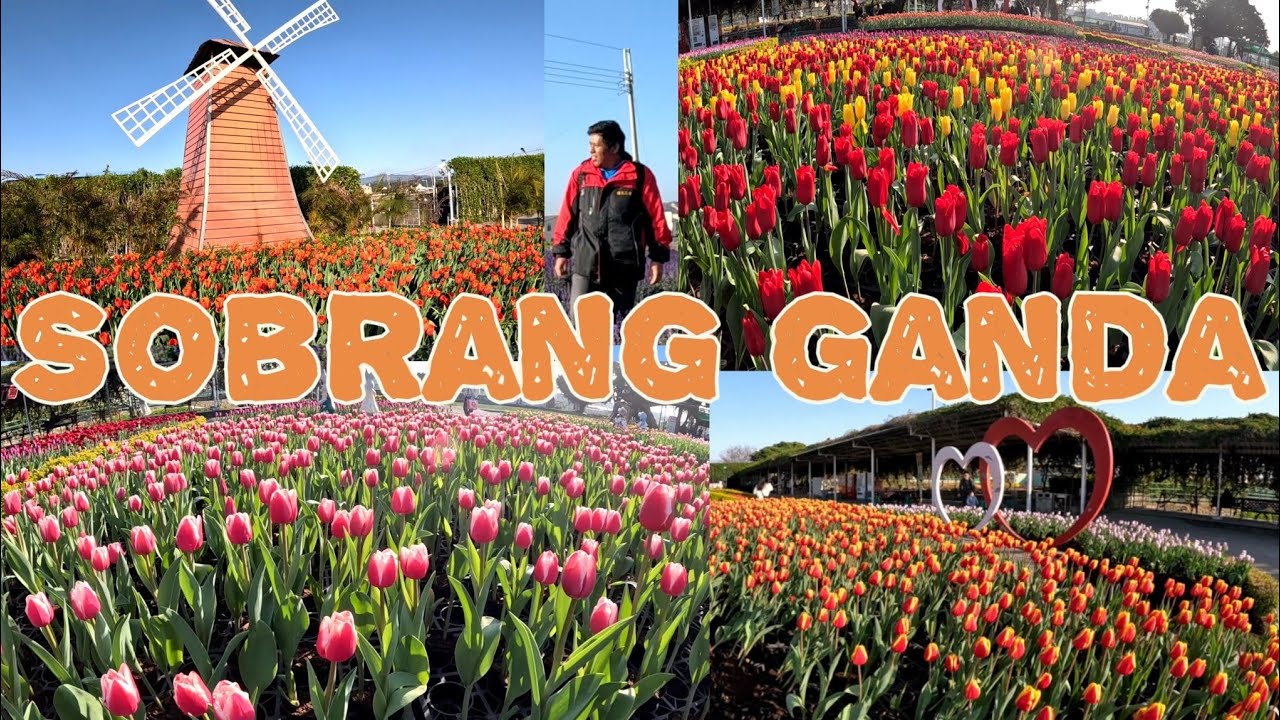 one of the famous tourist destination in Taiwan,( houli flower farm ...