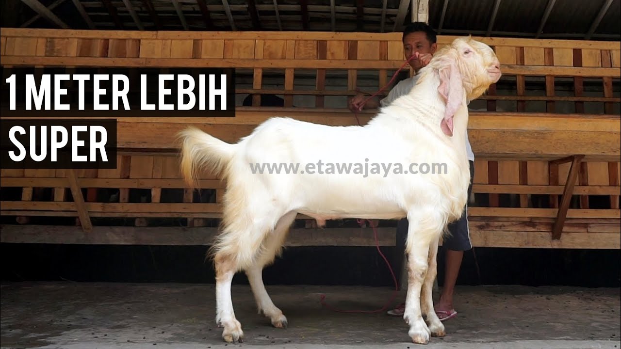KAMBING ETAWA SUPER BESAR - YouTube