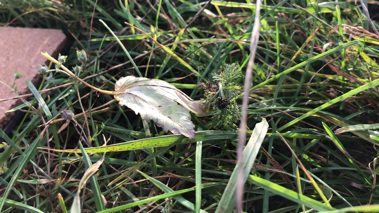 Fly in Tea - YouTube