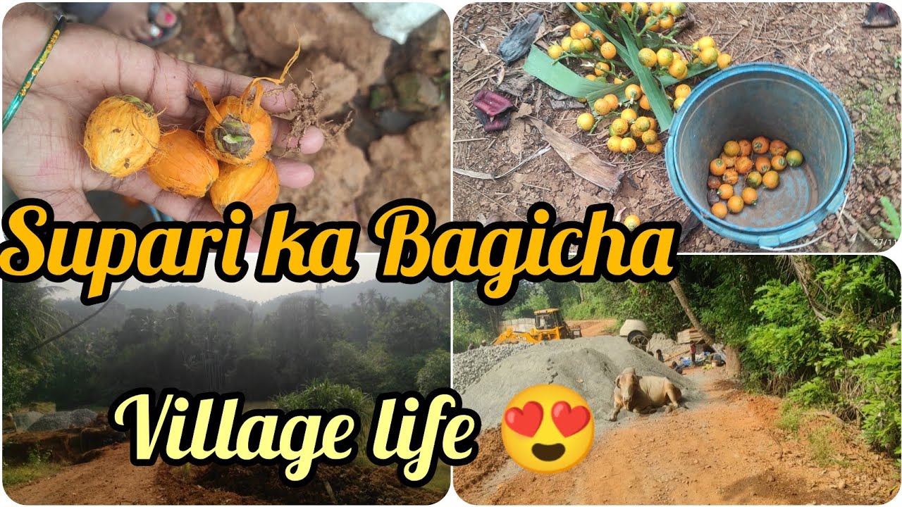 पेड़ Se Nikali सारी Supari 🌰 विलेज Me Kitna Kaam!! Supari Collection🤩 ...