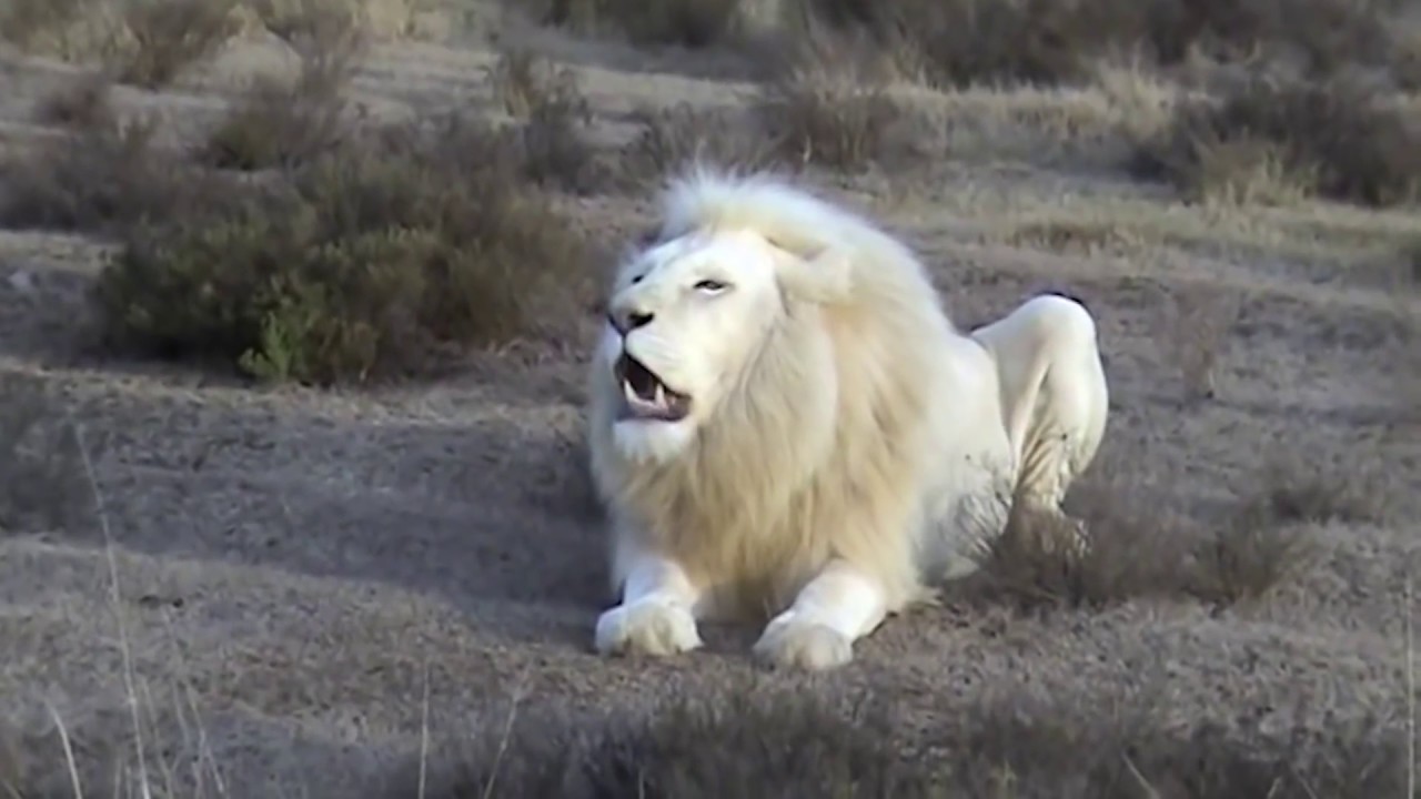 Strani animali ripresi in camera - YouTube