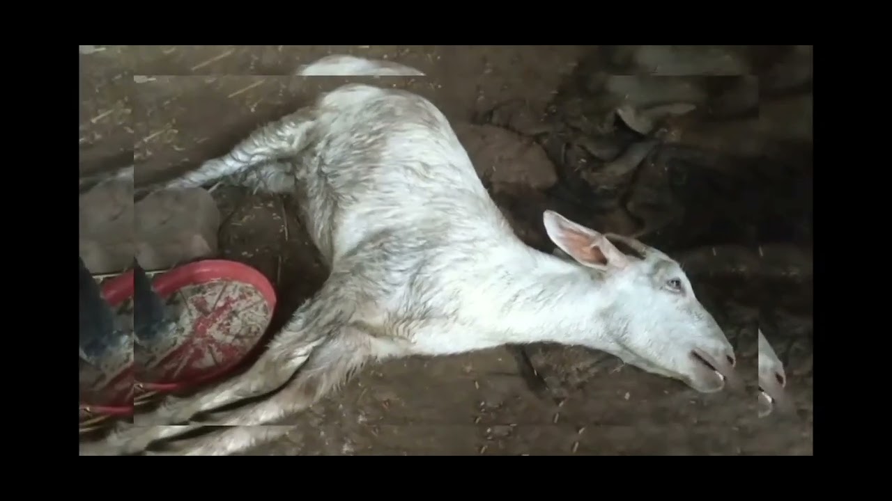 Enterotoxemia (Overeating Disease) of Sheep and Goats - YouTube
