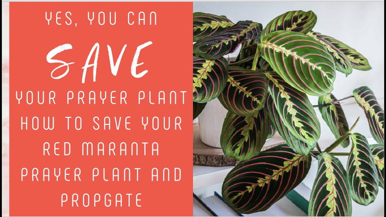 Prayer Plant | Red Maranta Care Tips! - YouTube