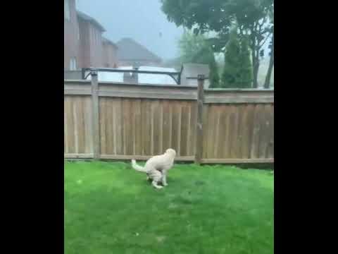 Perro cagando con Vogel im Kafig de fondo