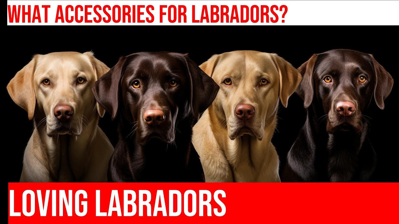Creating the Perfect Crate Space for Your Labrador Retriever - YouTube