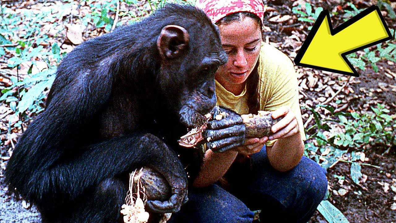 Girl Raised By Monkeys For Years, Returns To Civilization AND WHAT SHE ...