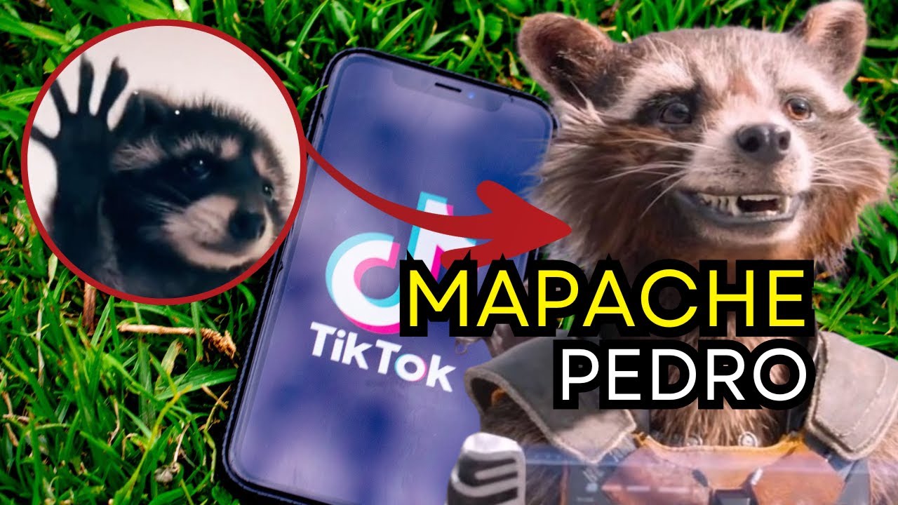 NUEVO TREND | El MAPACHE PEDRO de TIK TOK - YouTube