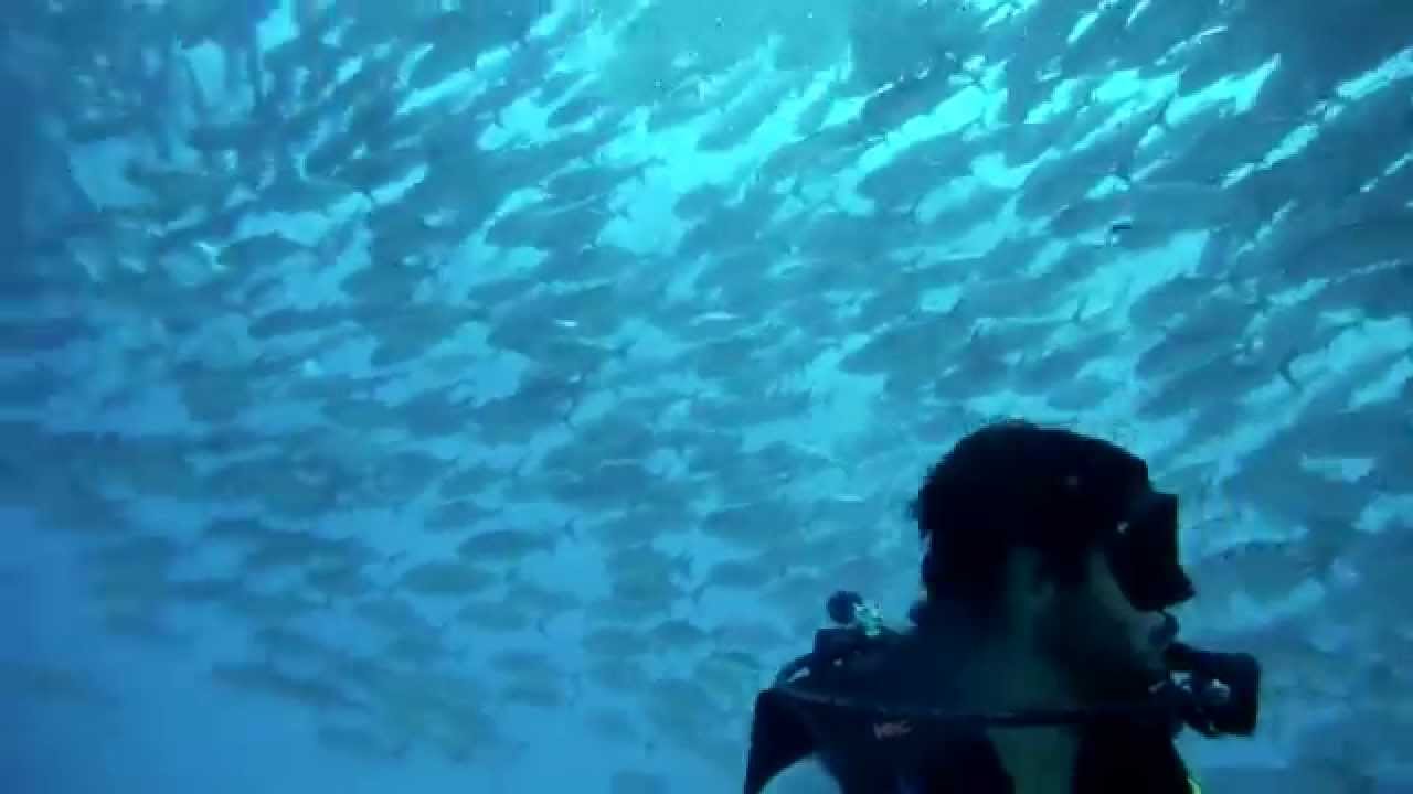 Diving Sumilon Island - Cebu - PHILIPPINES - YouTube