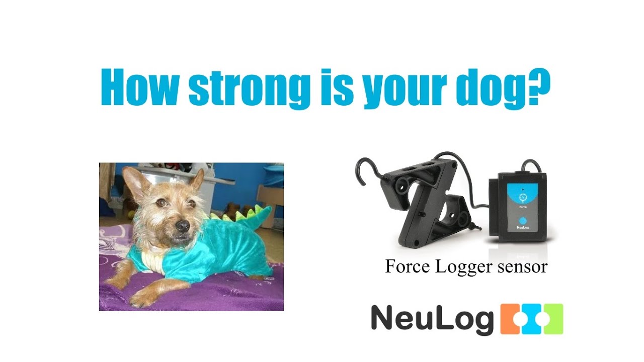 How Strong Is Your Dog? - Use a NeuLog Force Sensor - YouTube