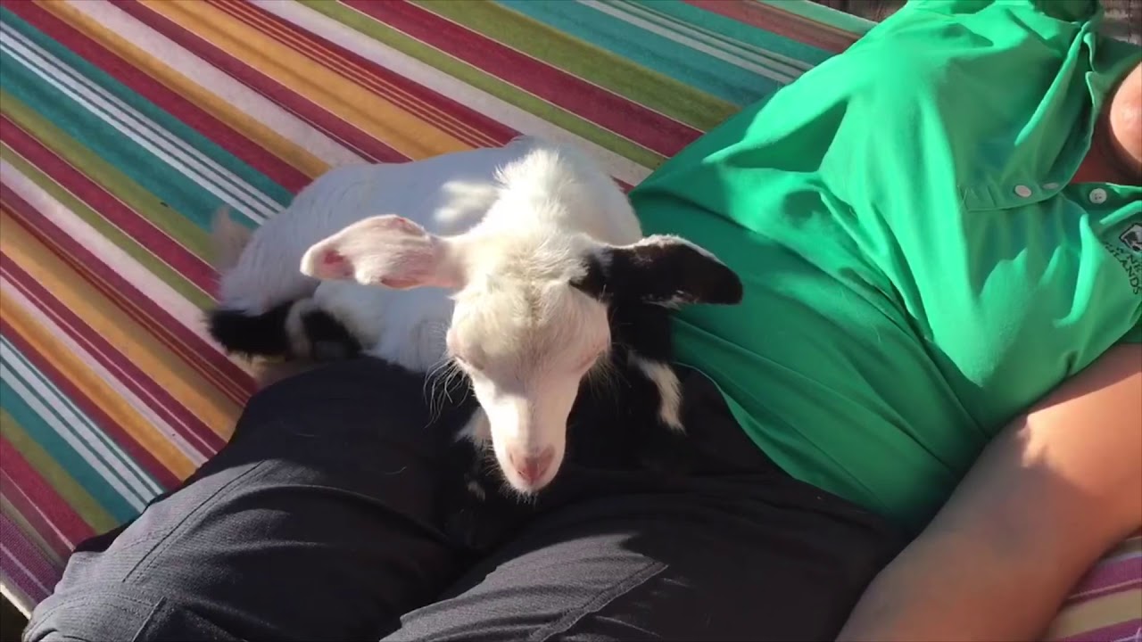 Sleepy Baby Goats - YouTube