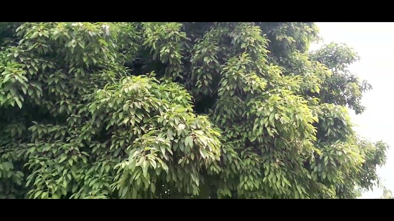 pacode ka ped bargad ka ped - YouTube