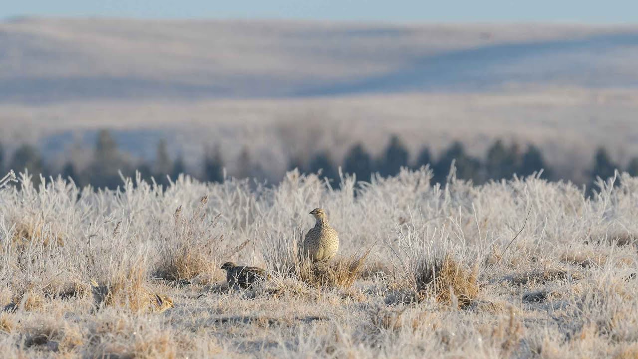 Grouse and Partridge Season Preview - 09-08-2022 - YouTube