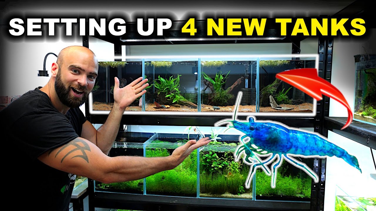 SETTING UP 4 New STUNNING Aquariums For SHRIMP!! (nano planted tank ...