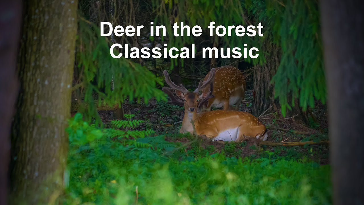 Deer in the forest. Classical music / Олени в лесу. Классическая музыка ...