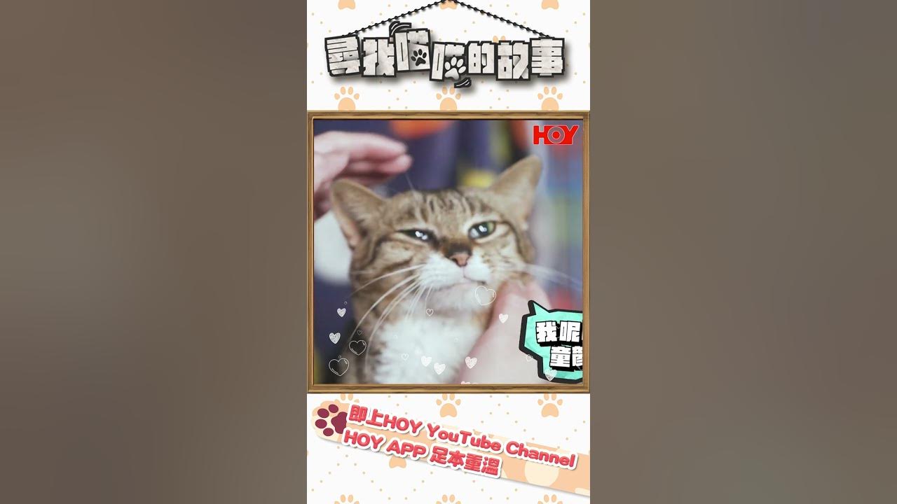 尋找喵喵的故事 ｜EP10 ｜ 喵主子巡禮 ｜ HOYTV - YouTube