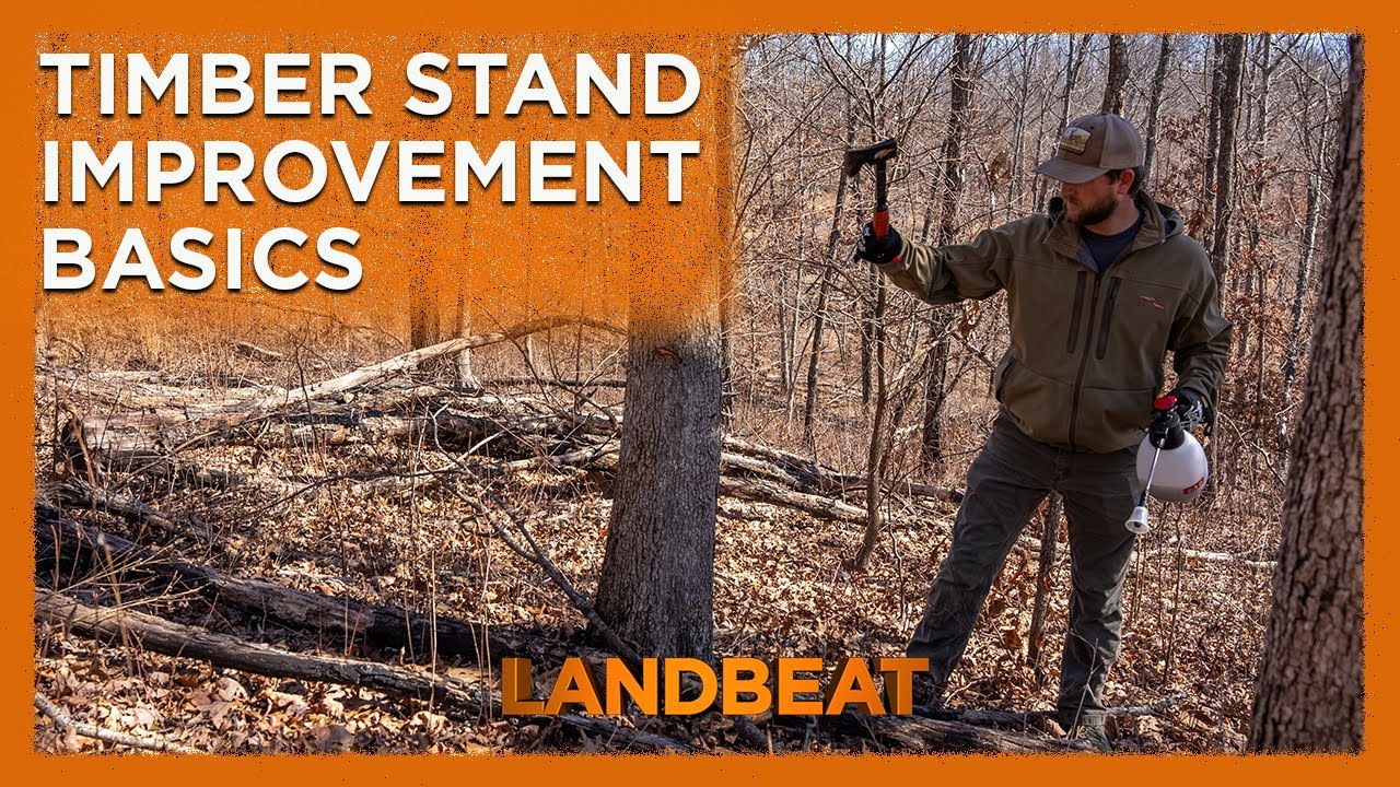 The Basics of Timber Stand Improvement (TSI) - YouTube
