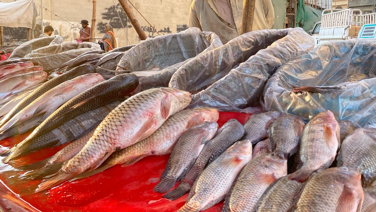 FISH PRICE TODAY - YouTube