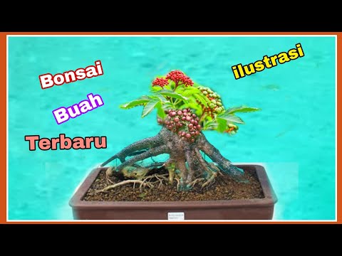 Bonsai buah ceper Leea indica , bandicoot berry