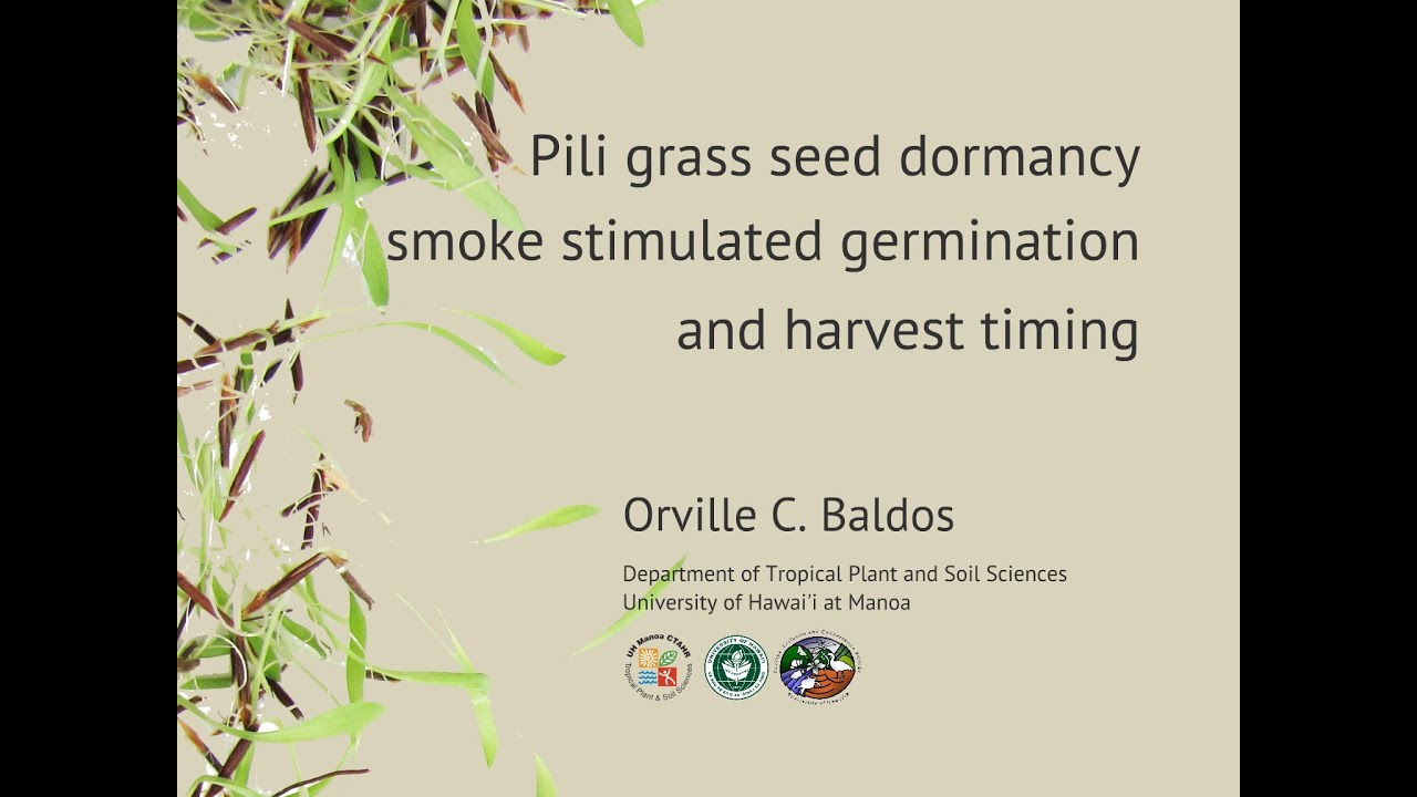 Pili grass seed dormancy, smoke-stimulated germination and harvest ...