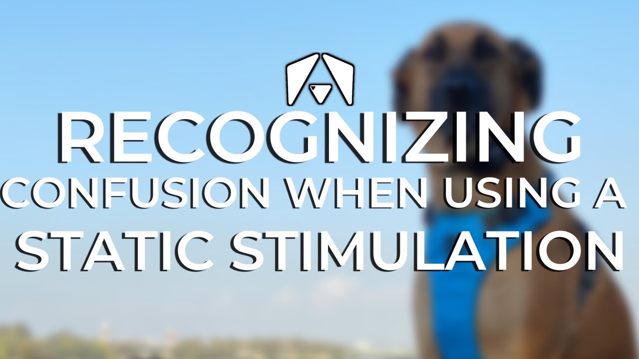 RECOGNIZING When Your Dog is CONFUSED from Static Stimulation - YouTube