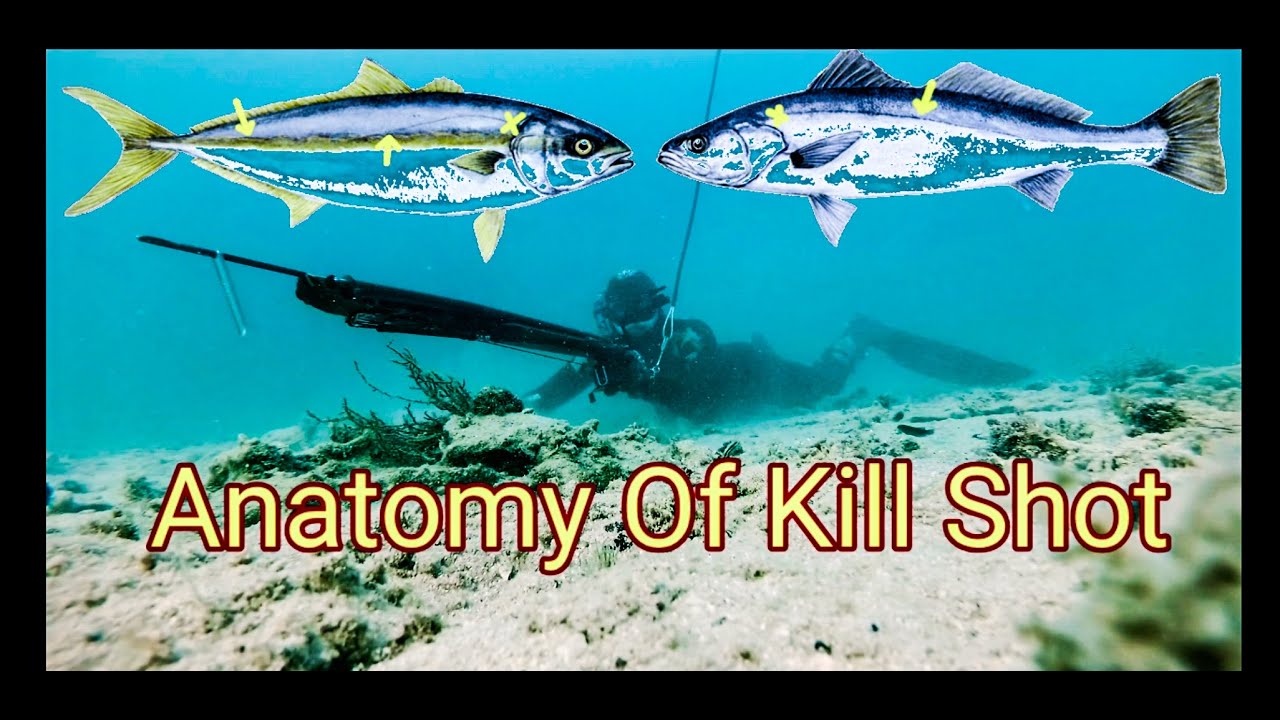 Fun Dive( Tips How to stone shot a fish) - YouTube