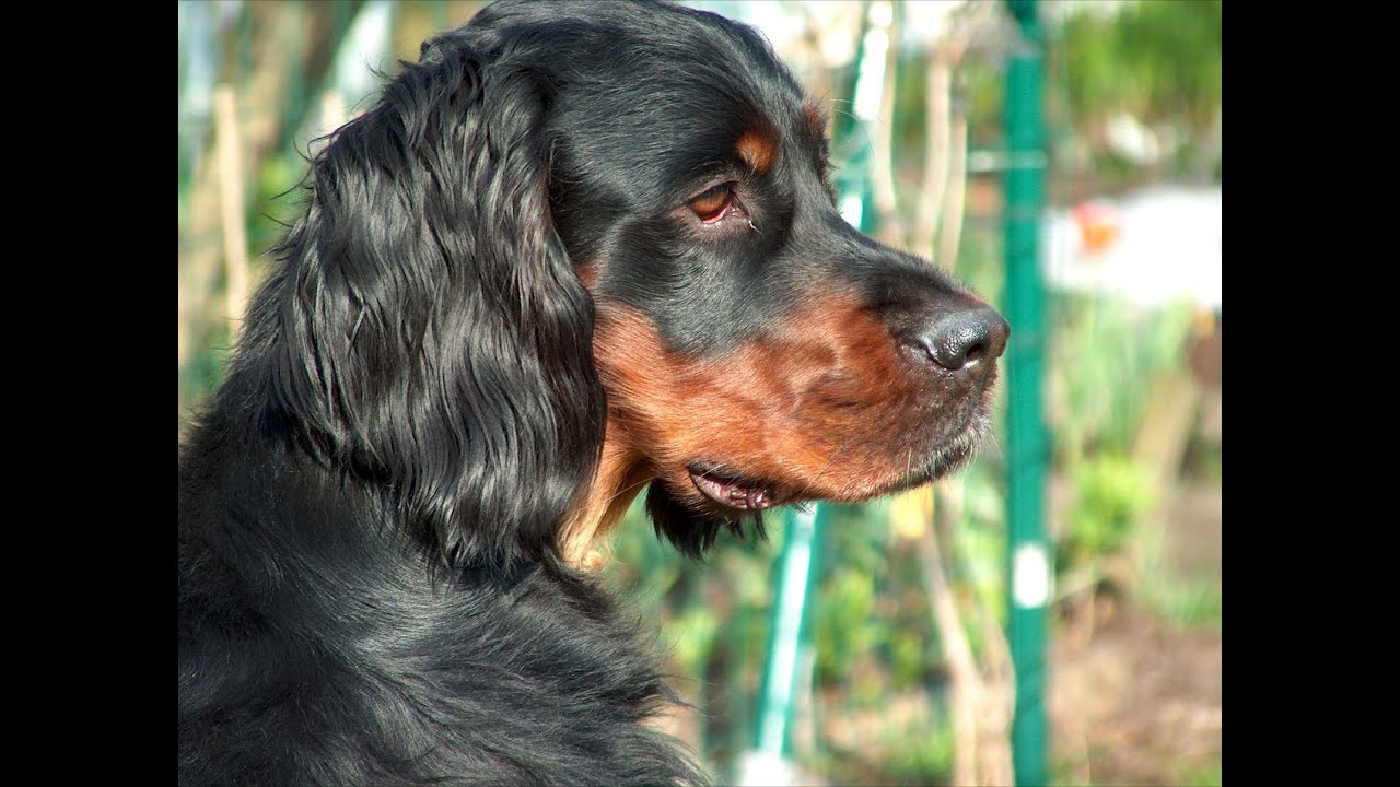 Gordon Setter Yavru