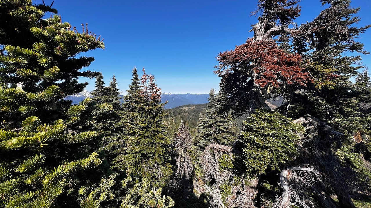 Hurricane Ridge - Olympic National Park - YouTube