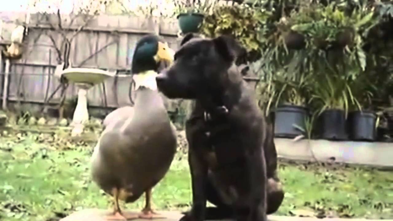 Ducks Playing With Dogs Compilation 2014 [NEW] - YouTube