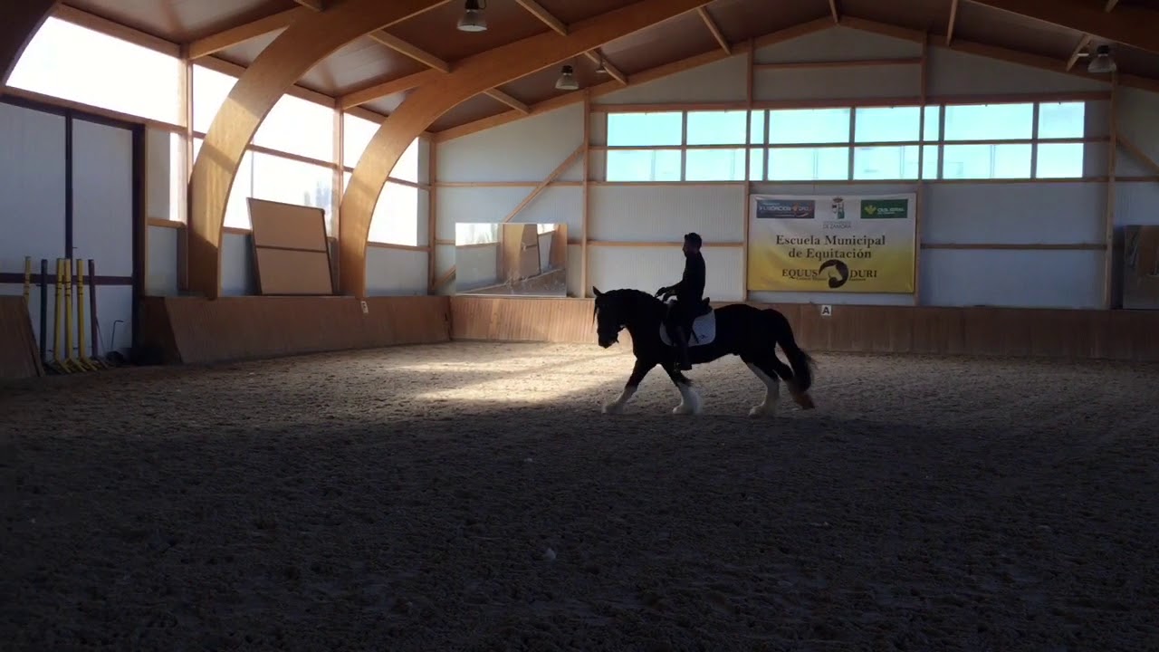 Thor (IRISH COB) - YouTube