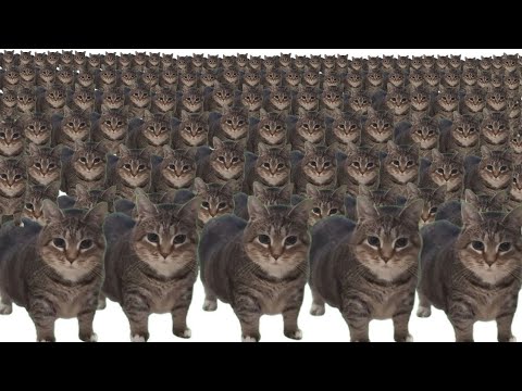 W&W - OIIA OIIA (Spinning Cat) oiiaoiia cat x10000000 - YouTube