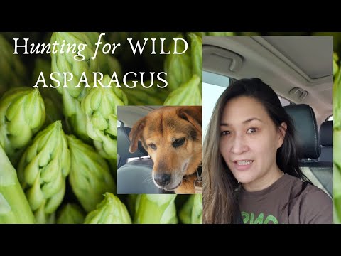 Hunting For Wild Asparagus - YouTube