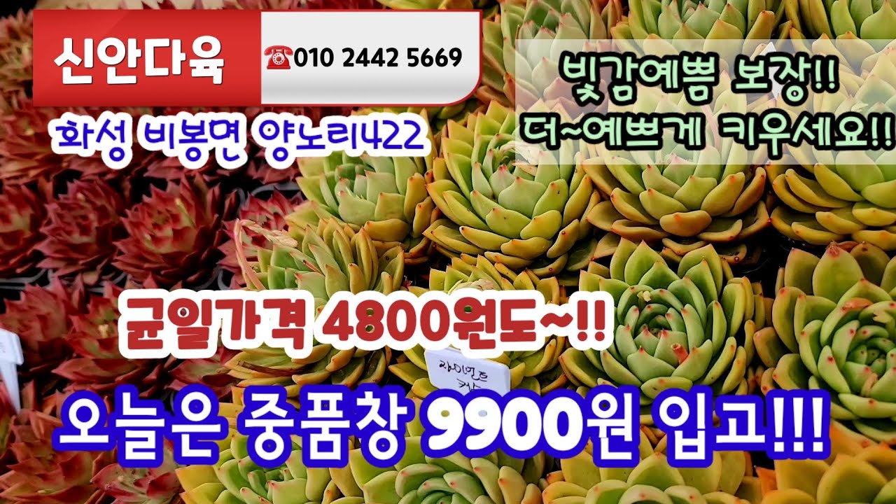 중품 창다육 무조건9900원에 균일가 4800원에 풍성한 멋진군생도~ 로얄하트 로얄캐슬 레드크라운 머큐리등유료광고포함