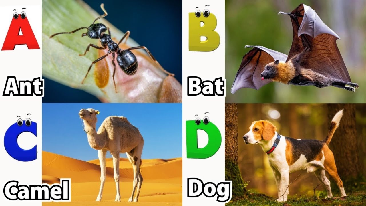 ABC Cute Animals Song | Alphabets Kids song | Learn Alphabets, English ...