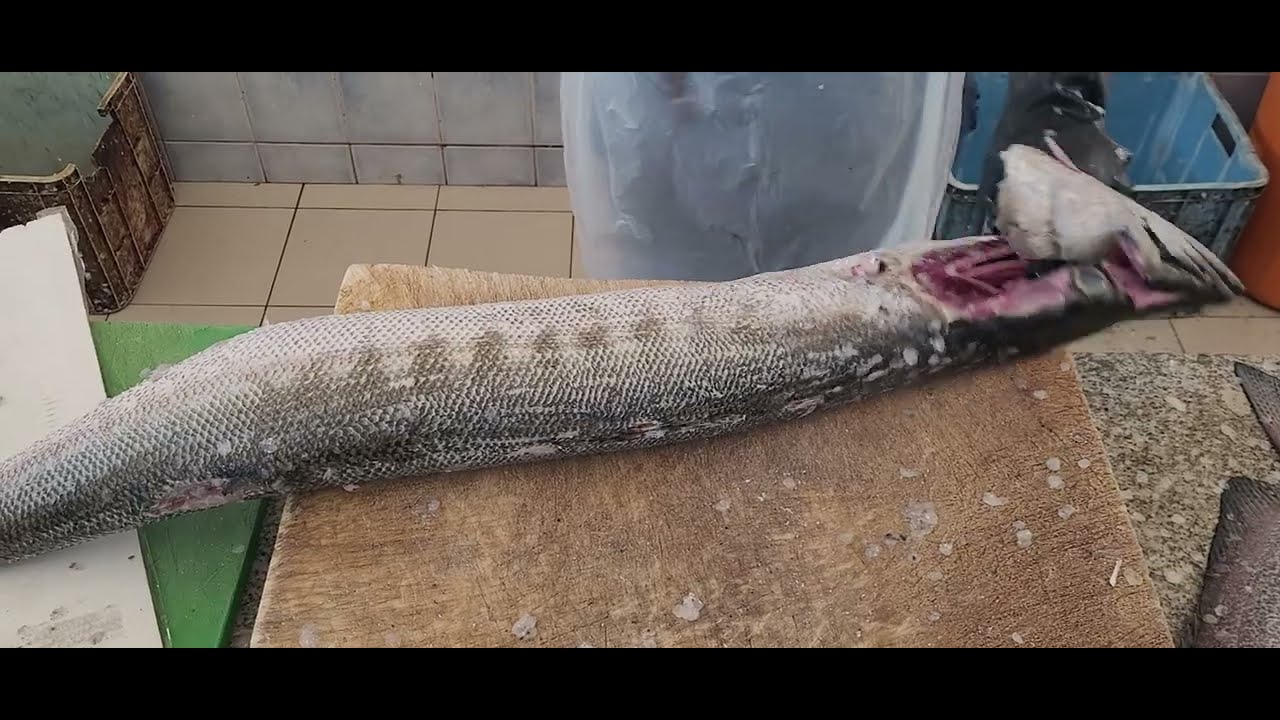 Barracuda Fish Fillet Ways//How To Fillet Barracuda Fish//Fastest ...