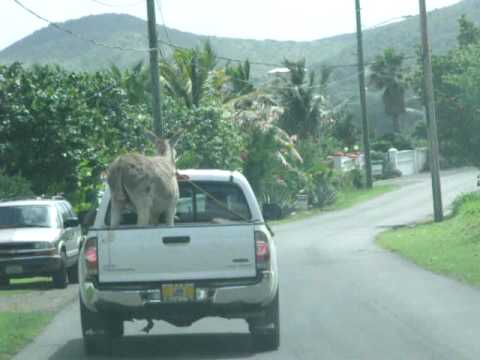 Donkey in pickup.AVI - YouTube